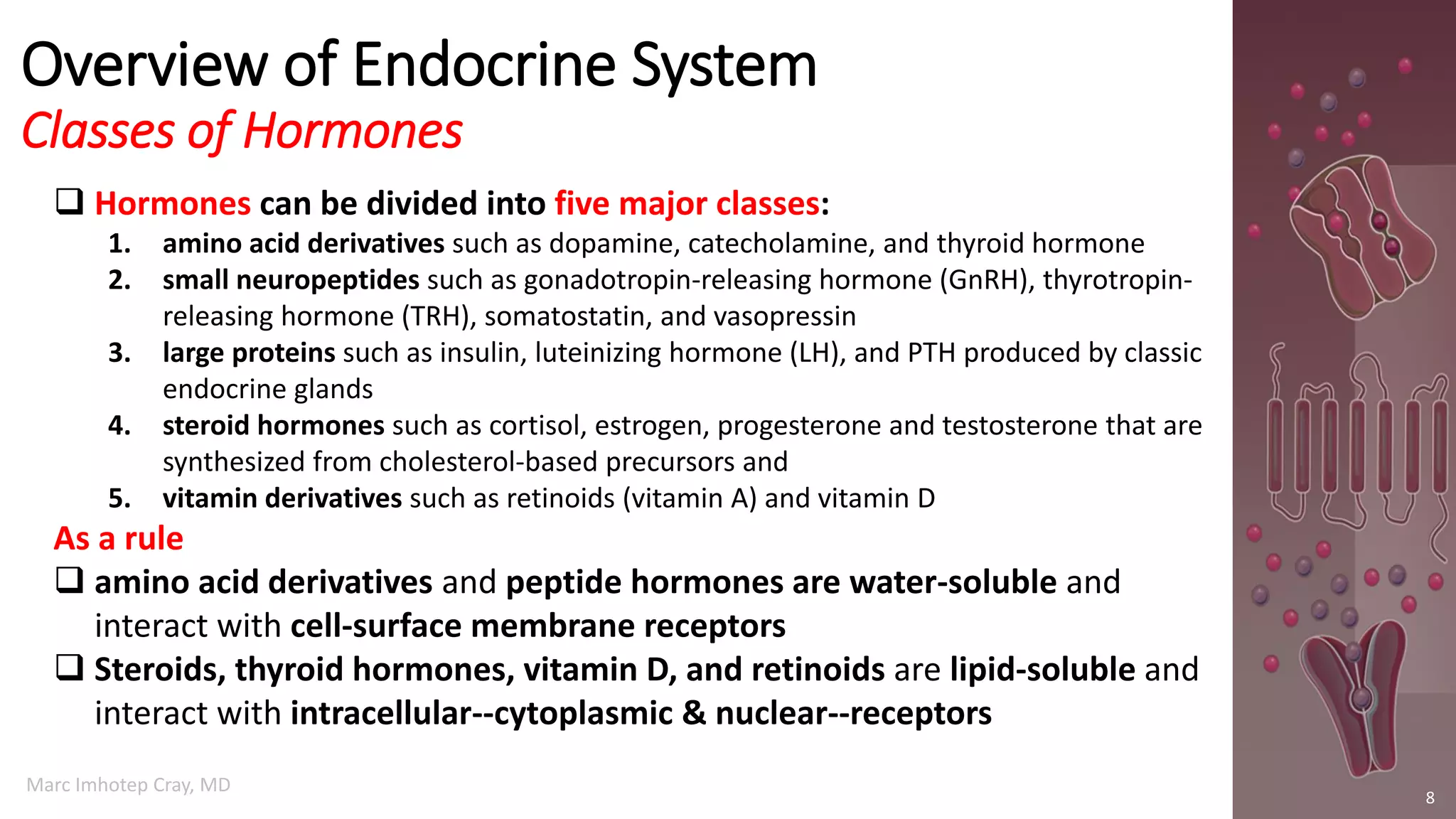 Molecular and Cell Biology of the Endocrine System | PDF