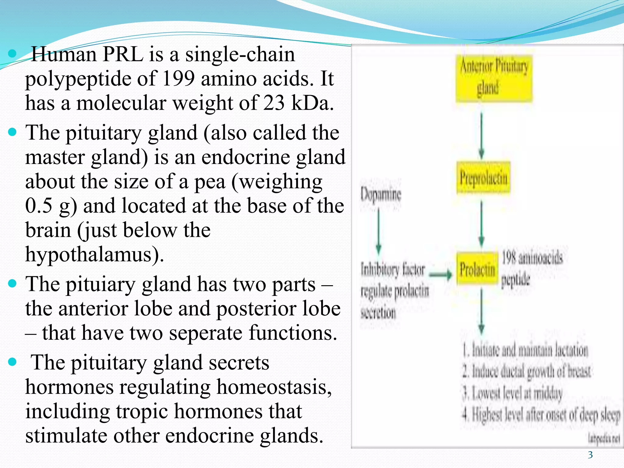 Molecular and cellular action of prolactin | PPTX