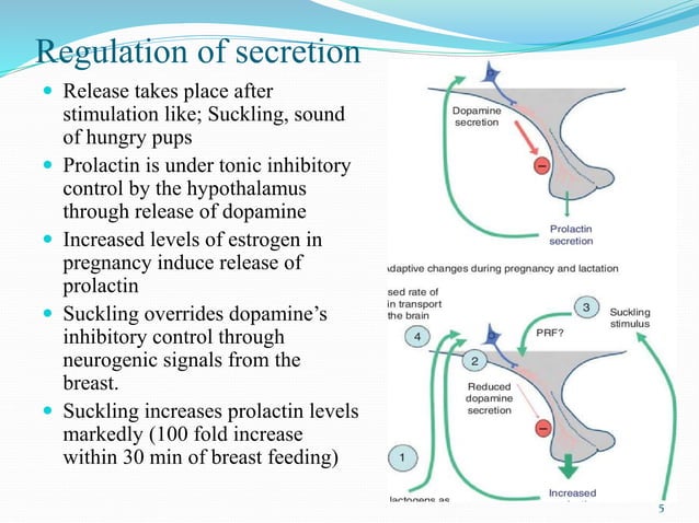 Molecular and cellular action of prolactin | PPT