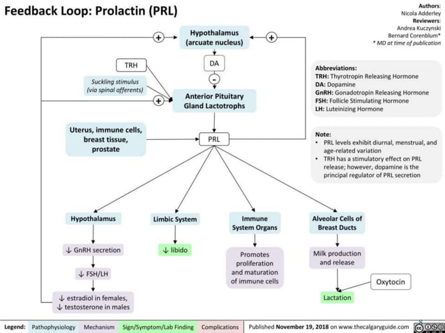 Molecular and cellular action of prolactin | PPTX | Endocrine and ...