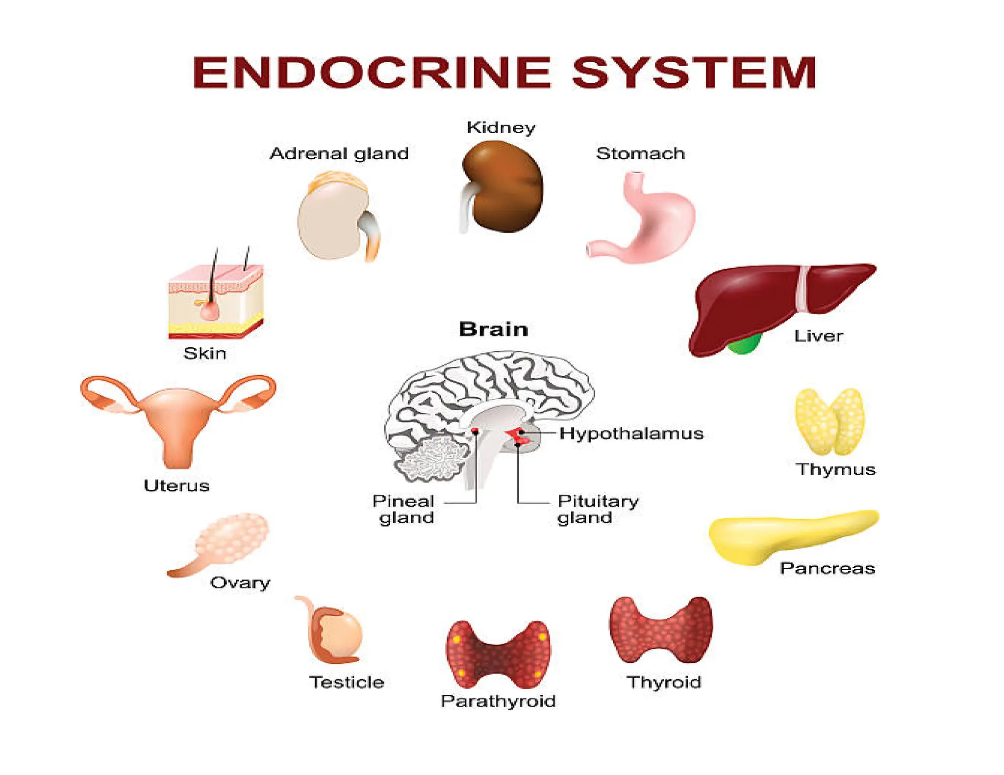 Molecular and cellular mechanism of action of Growth hormone.pdf