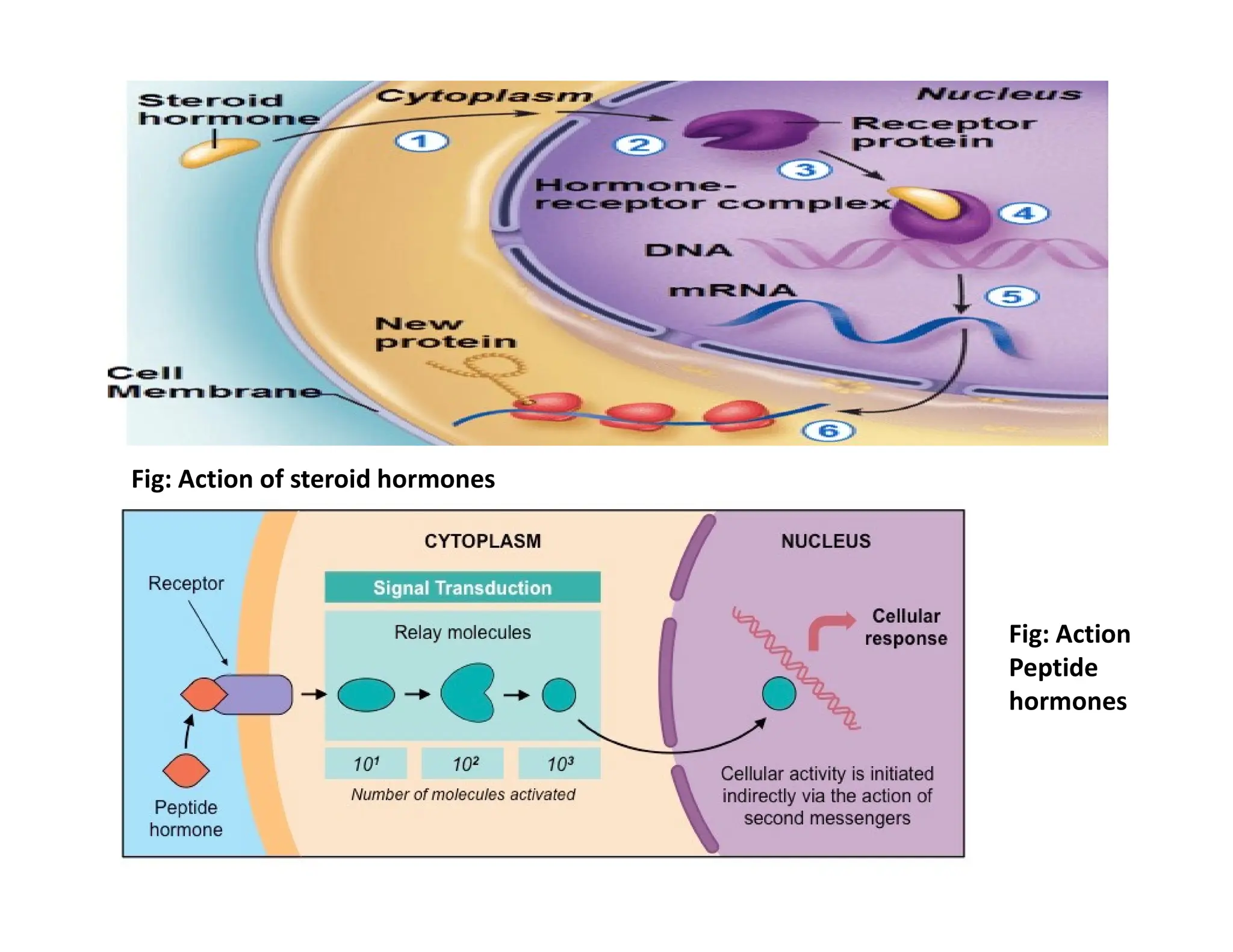 Molecular and cellular mechanism of action of Growth hormone.pdf