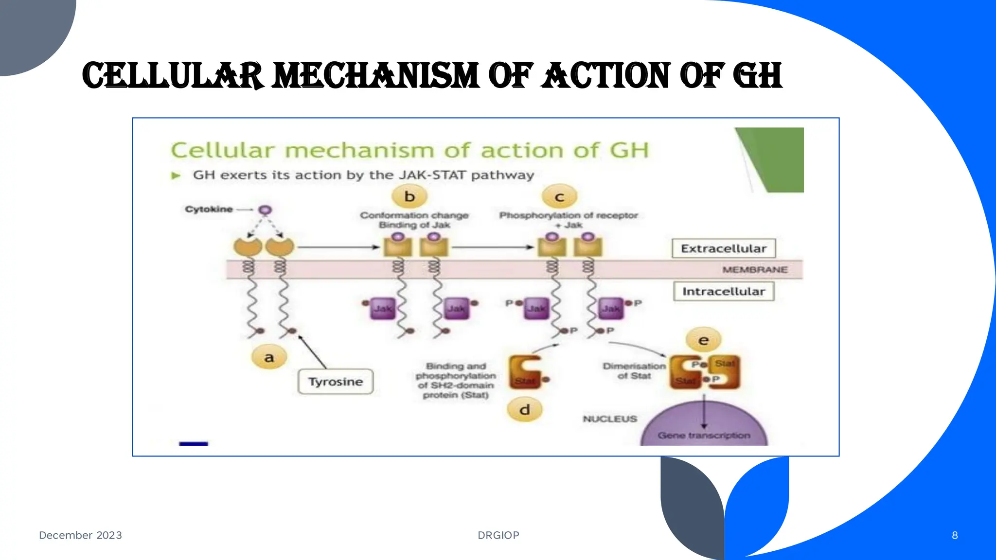 Molecular and Cellular Mechanism of Action of Hormones like Growth ...