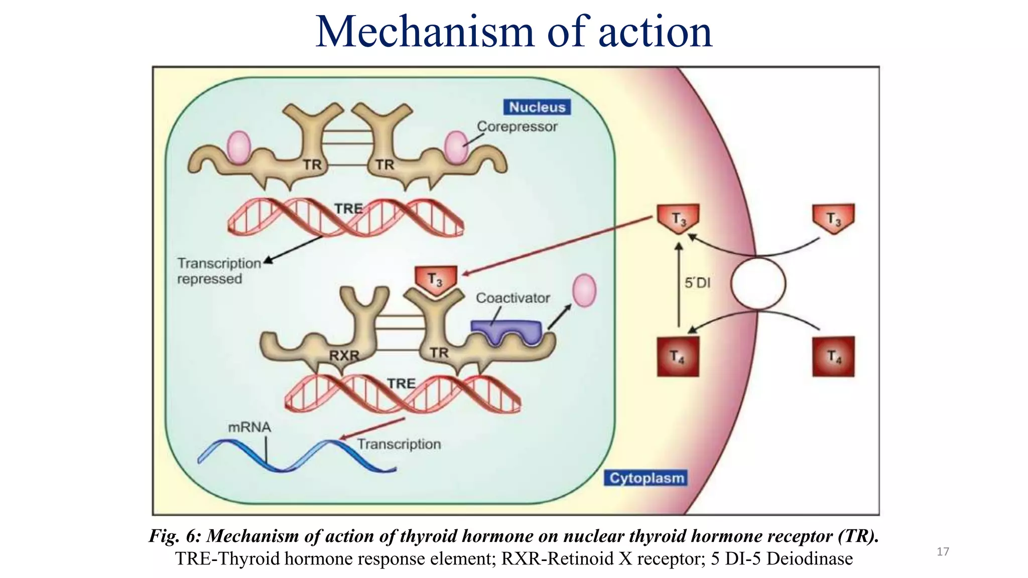 Molecular and Cellular Mechanism of Action of Thyroid_Anas_Saifi.pptx