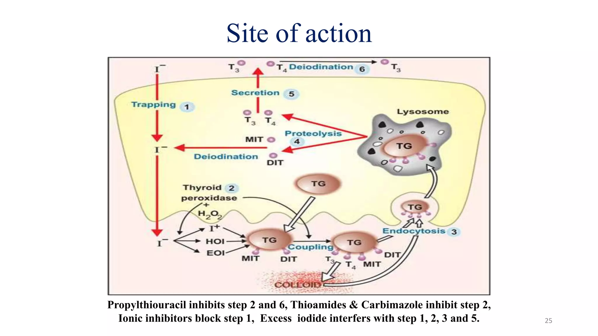 Molecular and Cellular Mechanism of Action of Thyroid_Anas_Saifi.pptx