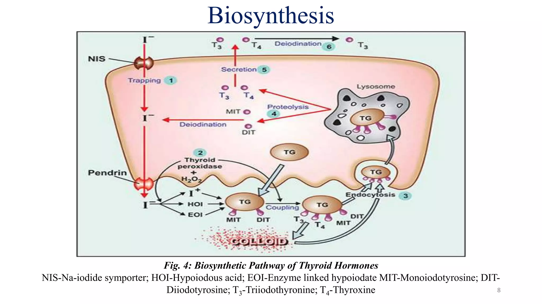 Molecular and Cellular Mechanism of Action of Thyroid_Anas_Saifi.pptx