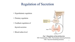 Molecular and Cellular Mechanism of Action of Thyroid_Anas_Saifi.pptx