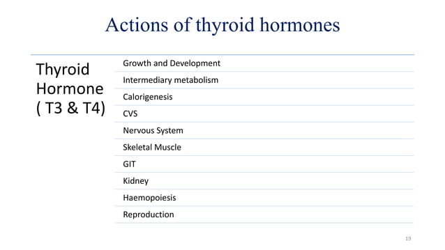 Molecular and Cellular Mechanism of Action of Thyroid_Anas_Saifi.pptx