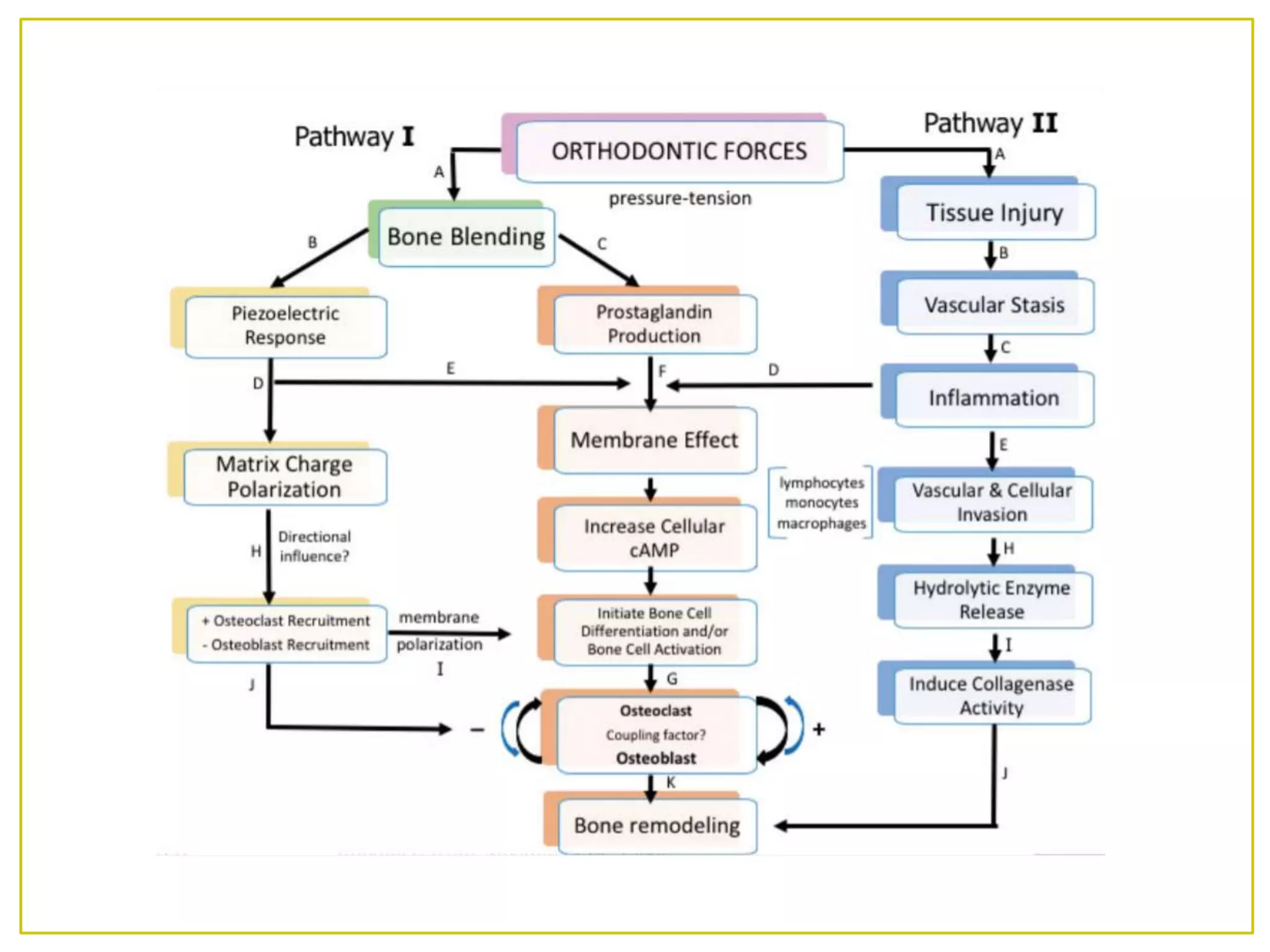 Molecular and ultracellular basis of orthodontic tooth movement | PPTX