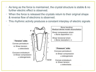 How Do Your Teeth Move? Blue Ridge Orthodontics | atelier-yuwa.ciao.jp