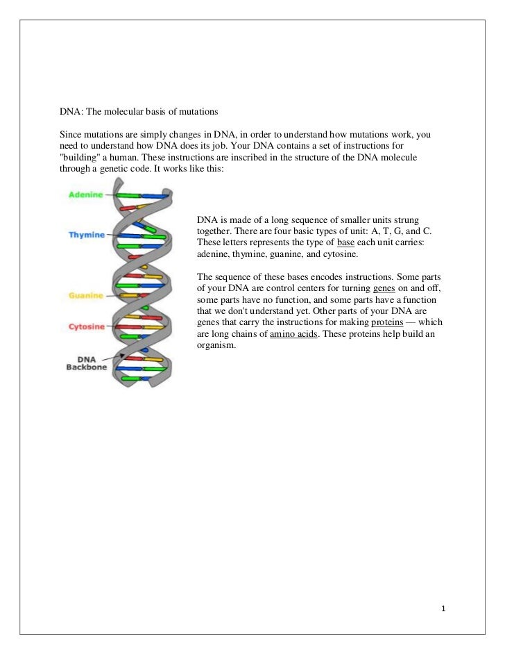 Molecular Basis And Mutation By Umerfarooq