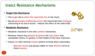 molecular basis if insecticide resistanse.ppt