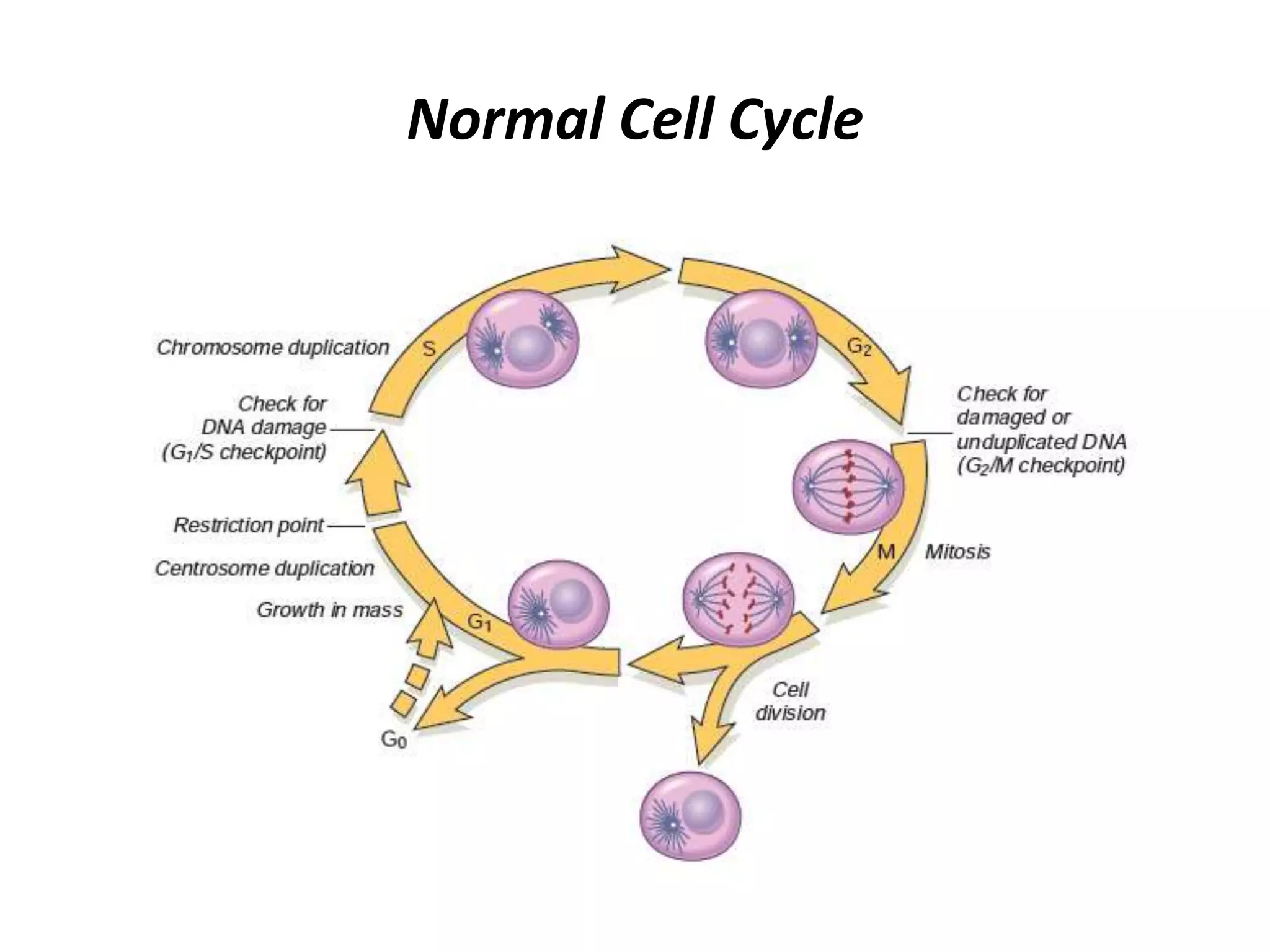Neoplasia-Molecular basis of cancer | PPTX