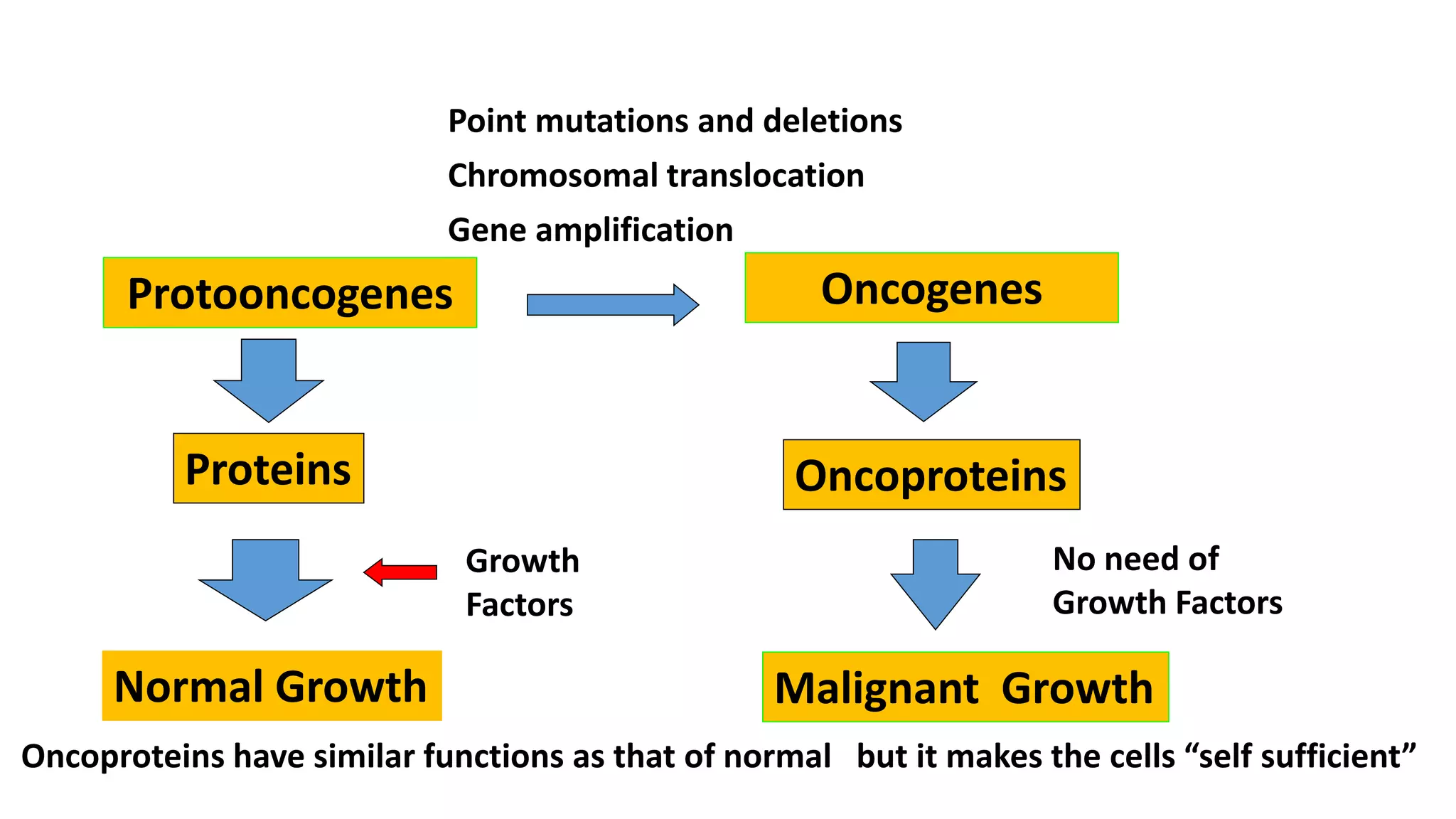 Molecular basis of cancer oncogenes and cancer | PDF