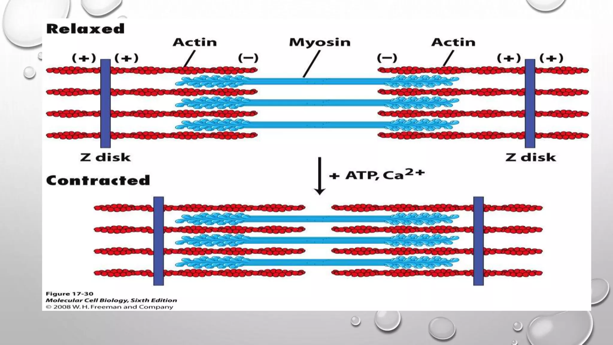 Molecular basis of contraction | PPTX