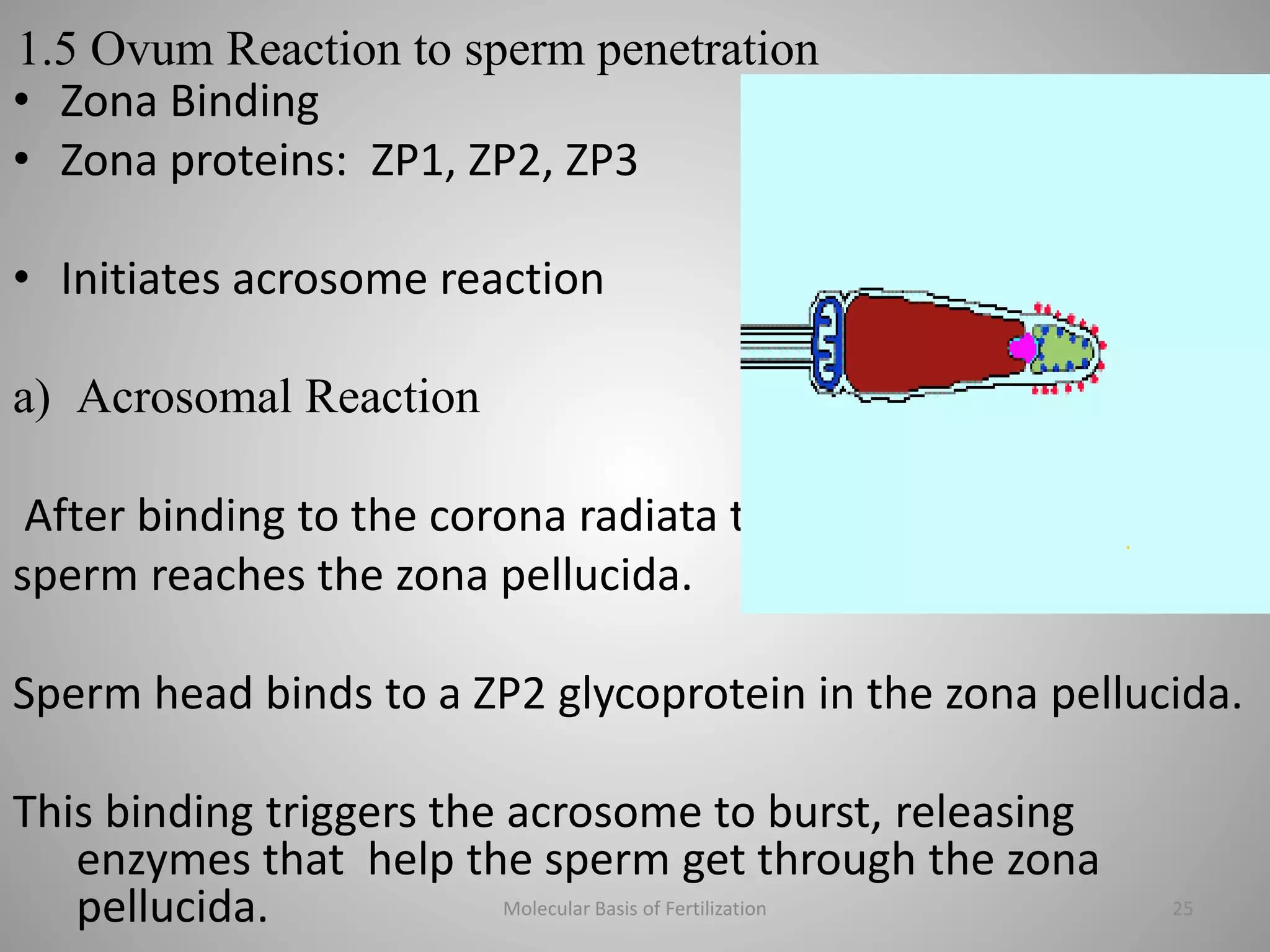 Molecular basis of fertilization | PPTX