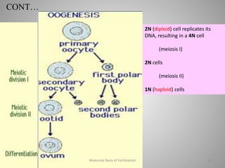 Molecular basis of fertilization | PPTX