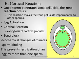Molecular basis of fertilization | PPTX