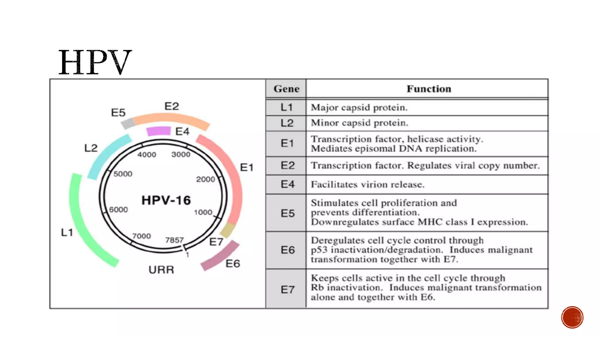 Molecular basis of head and neck cancer | PPTX