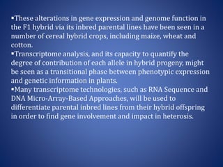molecular basis of heterosis.pptx