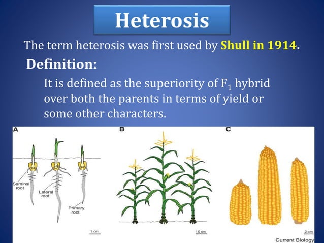 molecular basis of heterosis.pptx | Gardening | Home & Garden