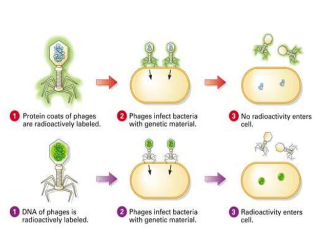 Molecular basis of inheritance by mohanbio | PPTX