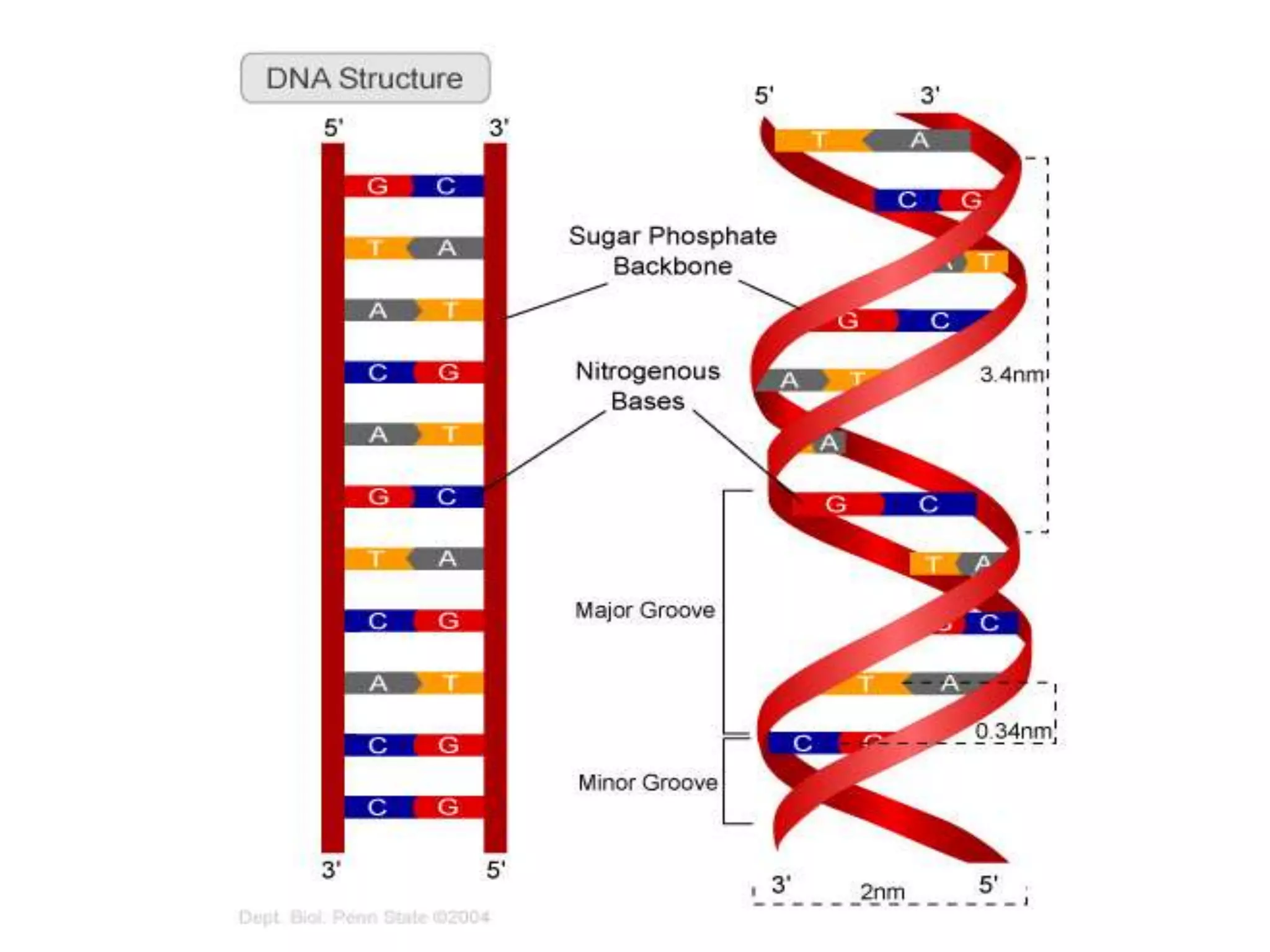 Chapter 6. Molecular basis of inheritance. | PPTX