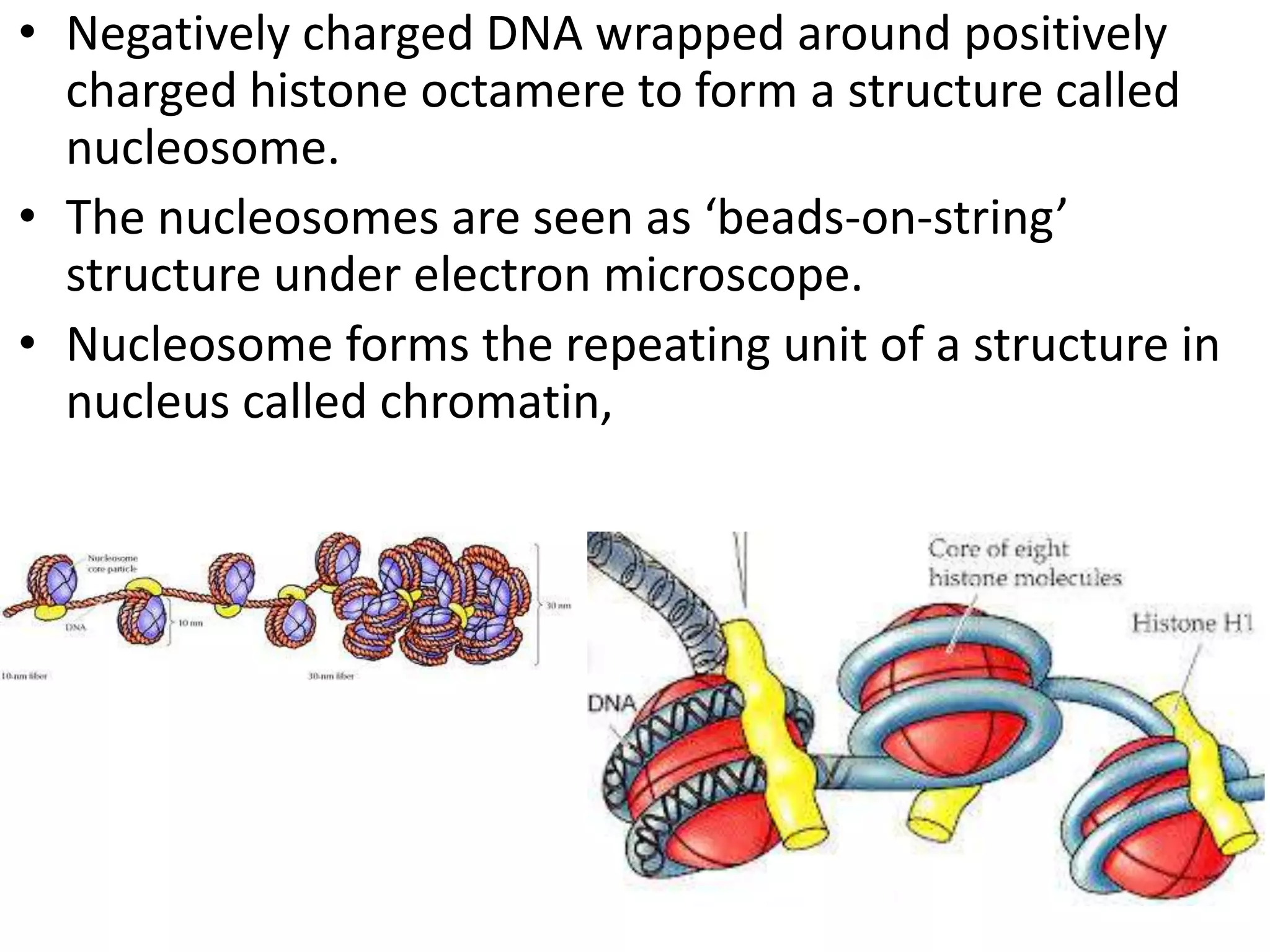 Chapter 6. Molecular basis of inheritance. | PPTX