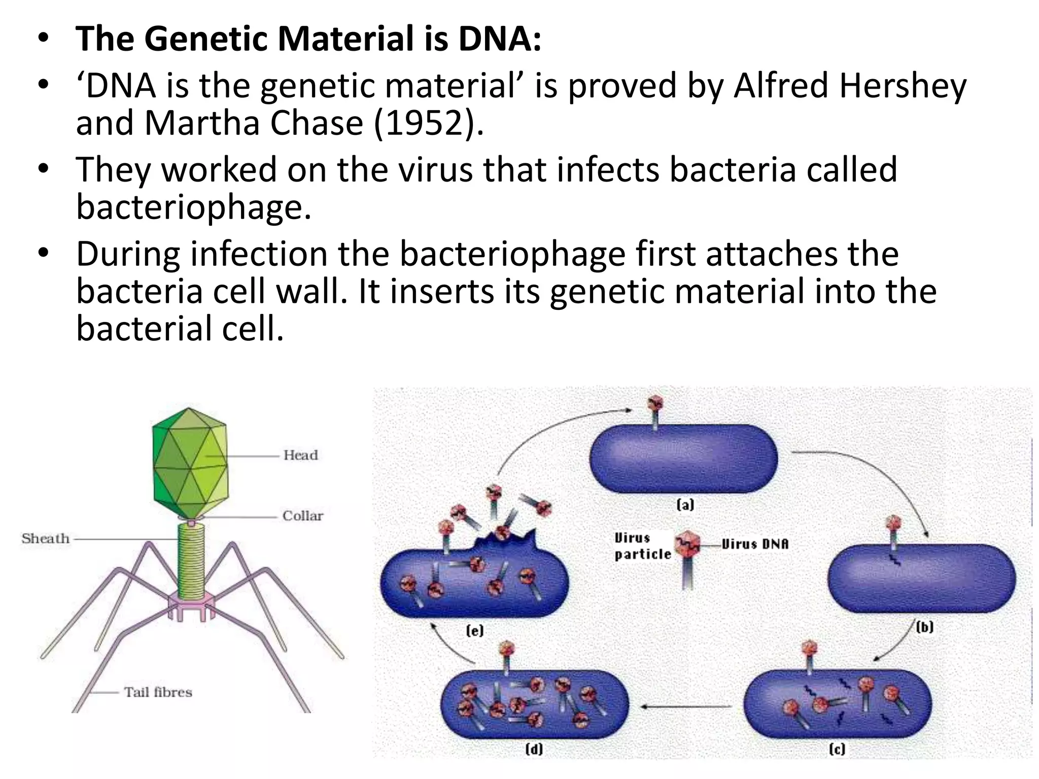 Chapter 6. Molecular basis of inheritance. | PPTX