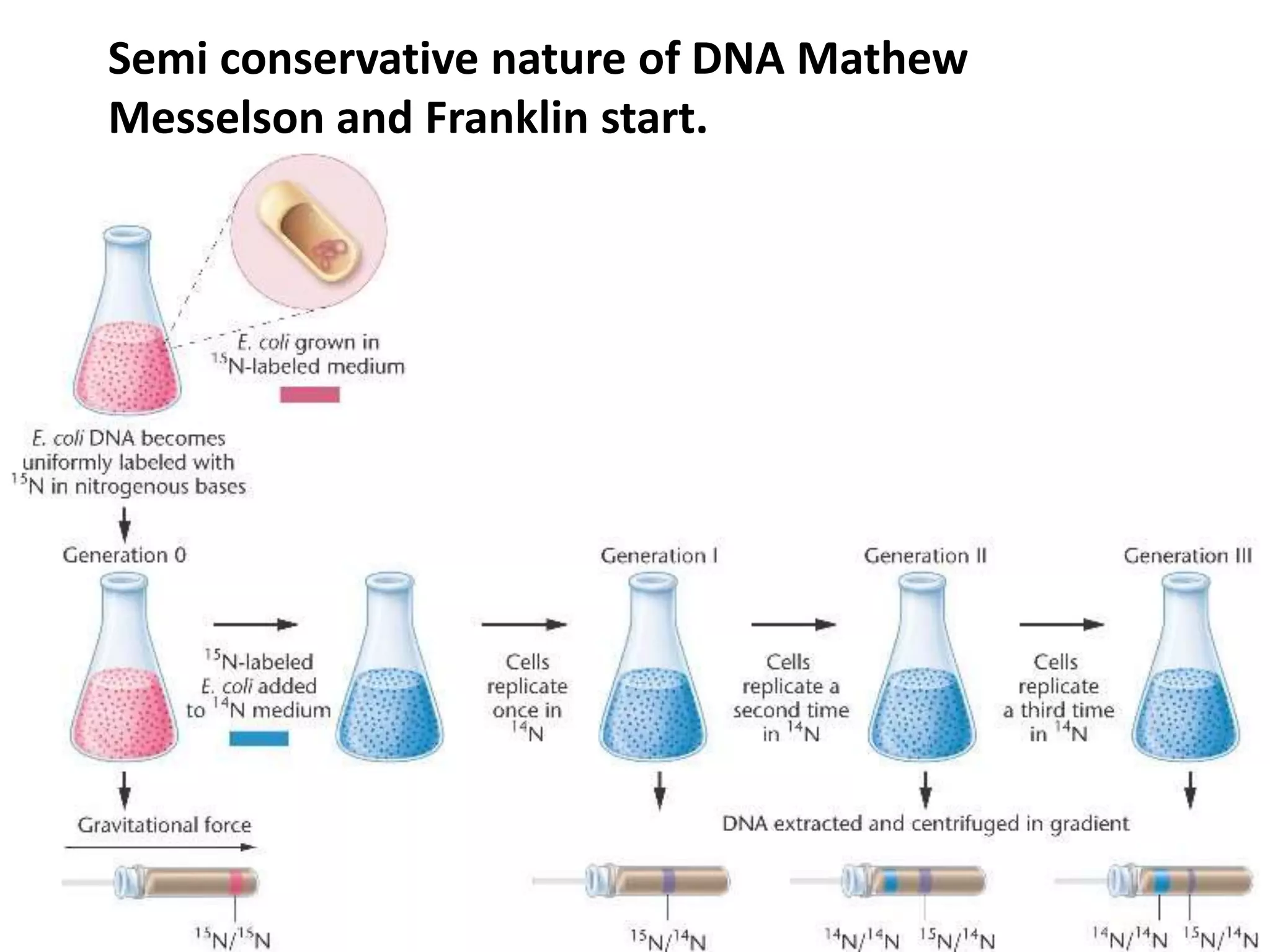 Chapter 6. Molecular basis of inheritance. | PPTX