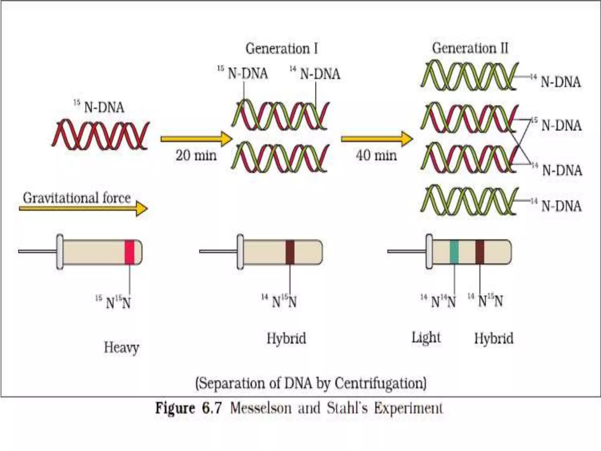 Chapter 6. Molecular basis of inheritance. | PPTX