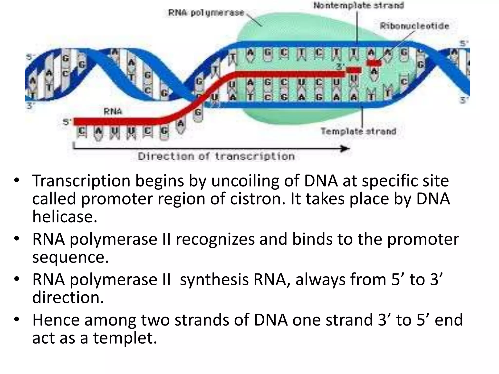 Chapter 6. Molecular basis of inheritance. | PPTX
