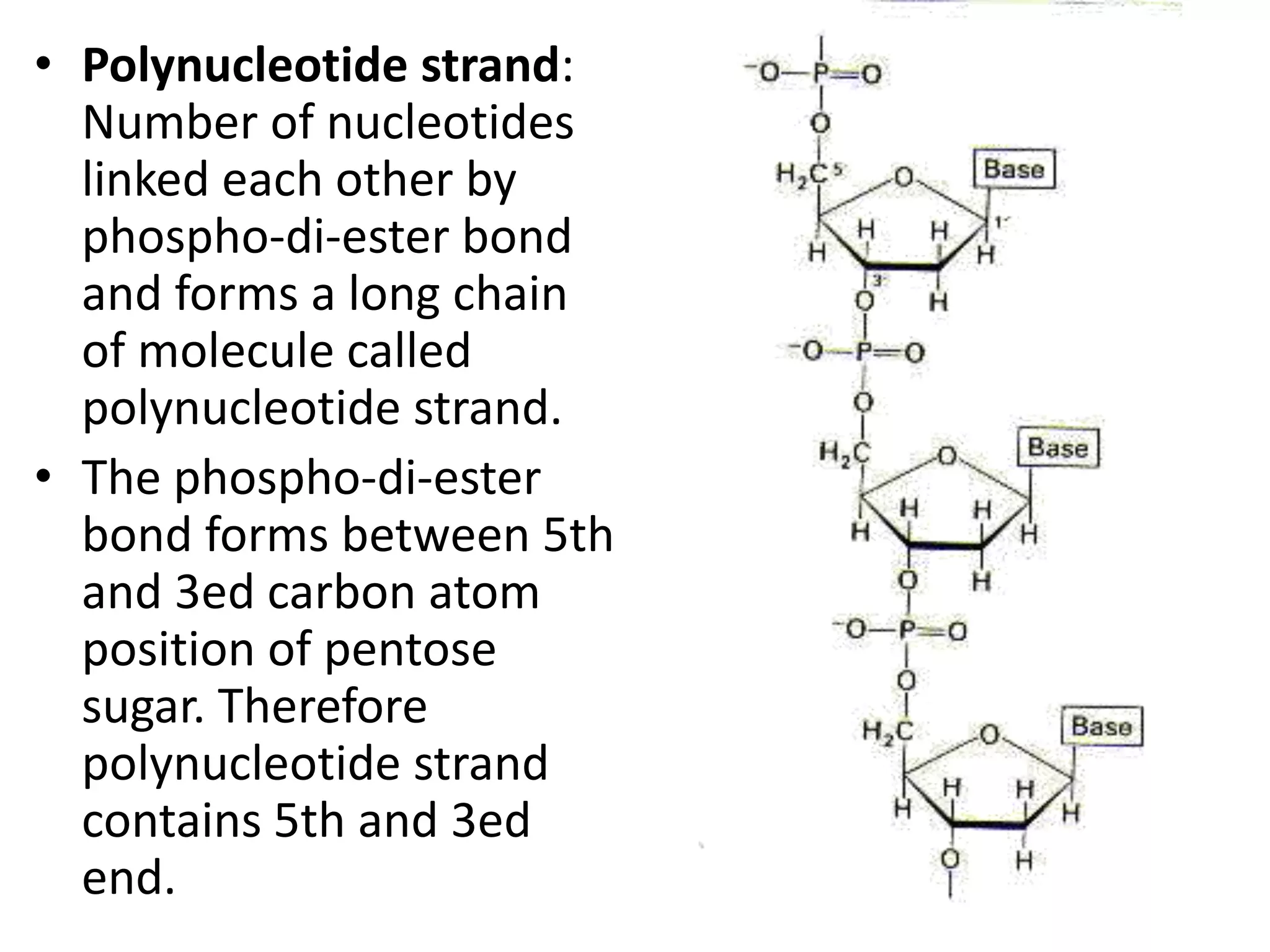 Chapter 6. Molecular basis of inheritance. | PPTX