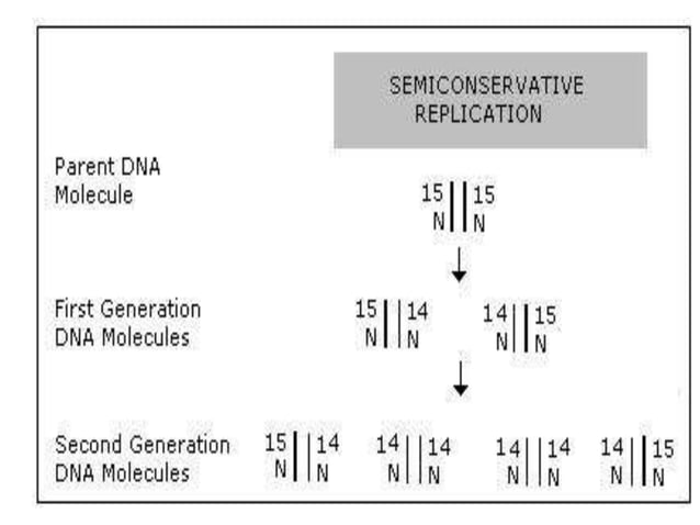 Chapter 6. Molecular basis of inheritance. | PPTX