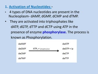Molecular basis of Inheritance | PDF