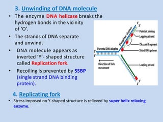 Molecular basis of Inheritance | PDF