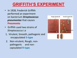 Molecular basis of Inheritance | PDF