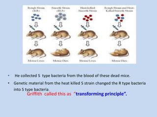 Molecular basis of Inheritance | PDF