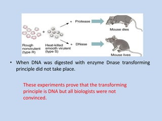 Molecular basis of Inheritance | PDF