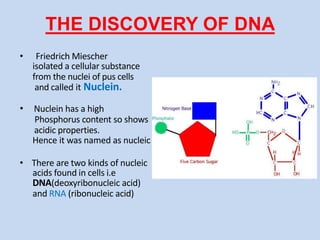 Friedrich Miescher Nuclein