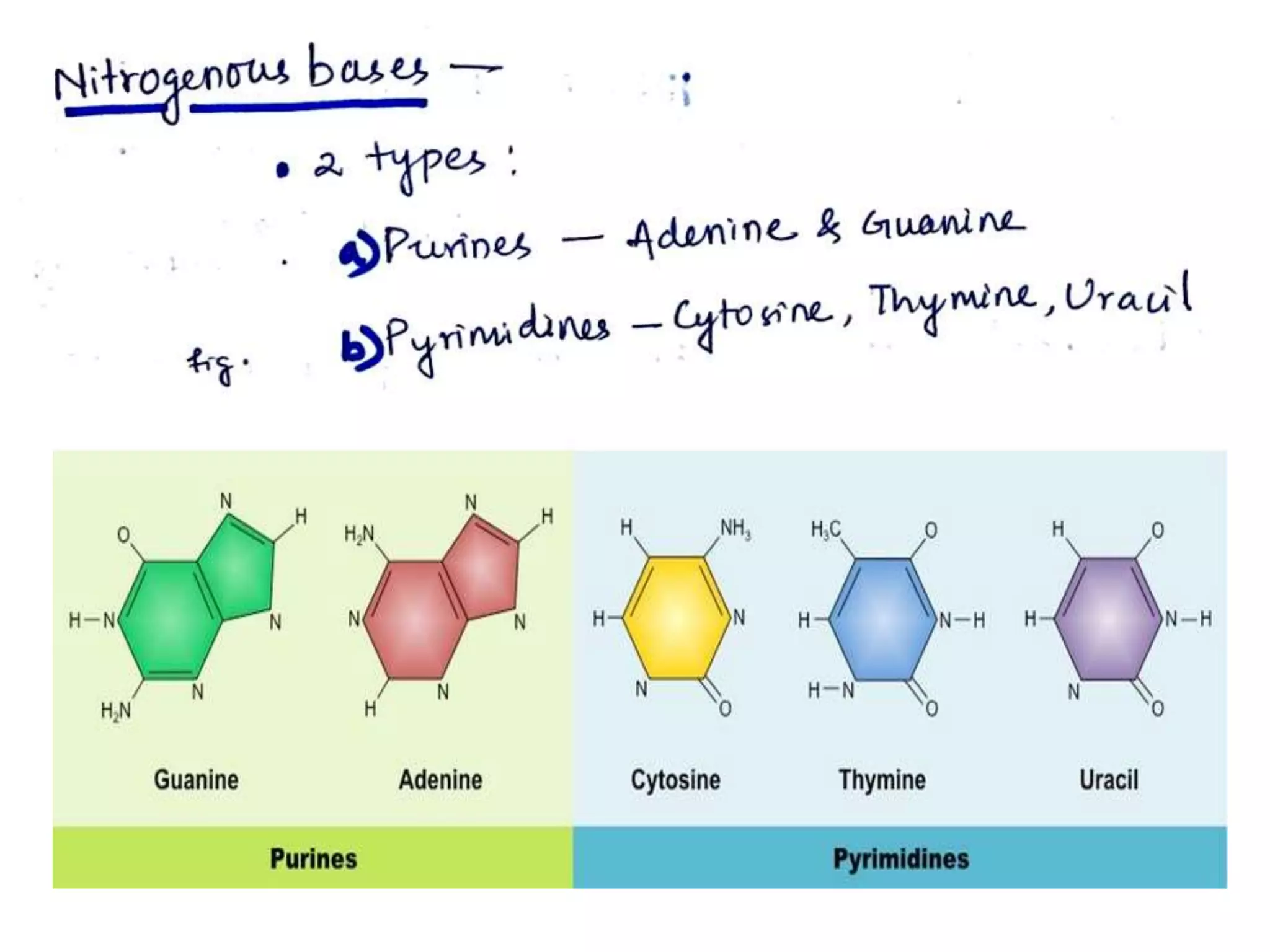 Molecular basis of inheritance (Class 12) | PPTX