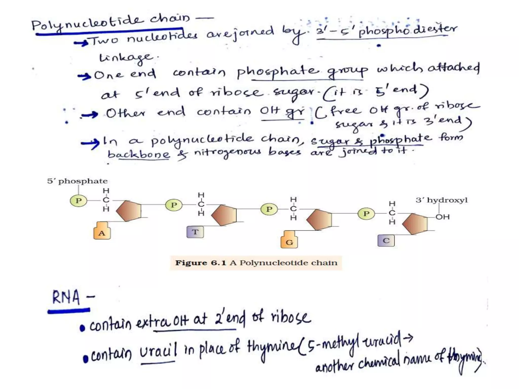 Molecular basis of inheritance (Class 12) | PPTX