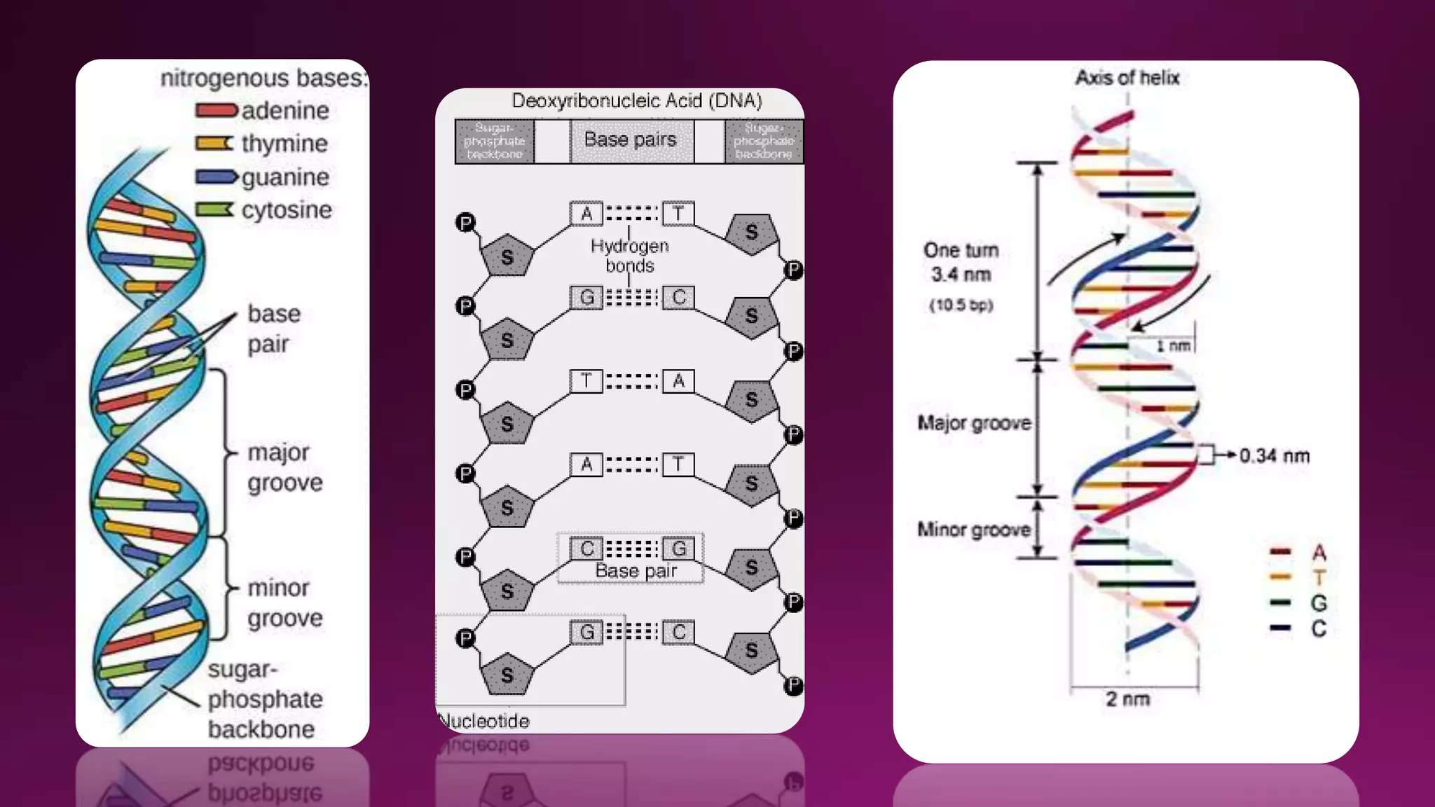 Molecular basis of inheritance | PPTX