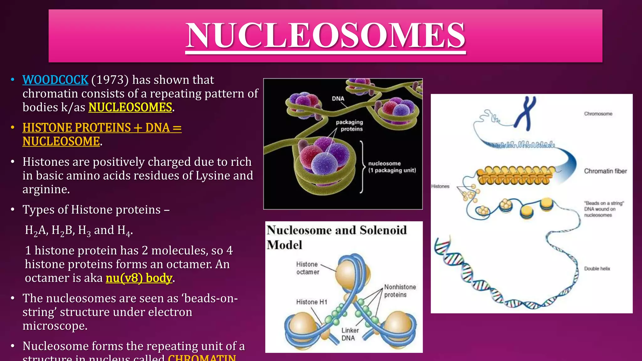 Molecular basis of inheritance | PPTX
