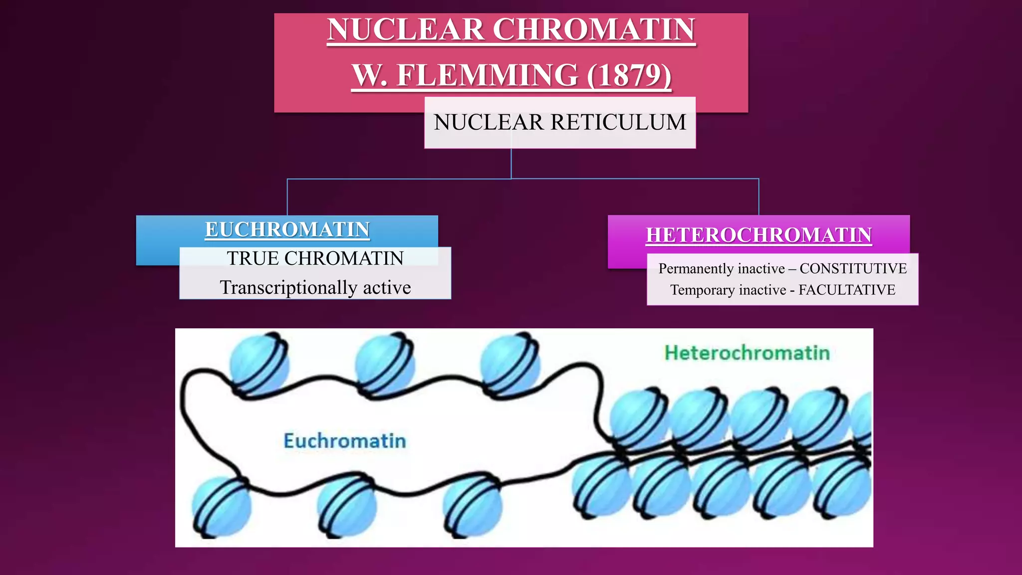Molecular basis of inheritance | PPTX