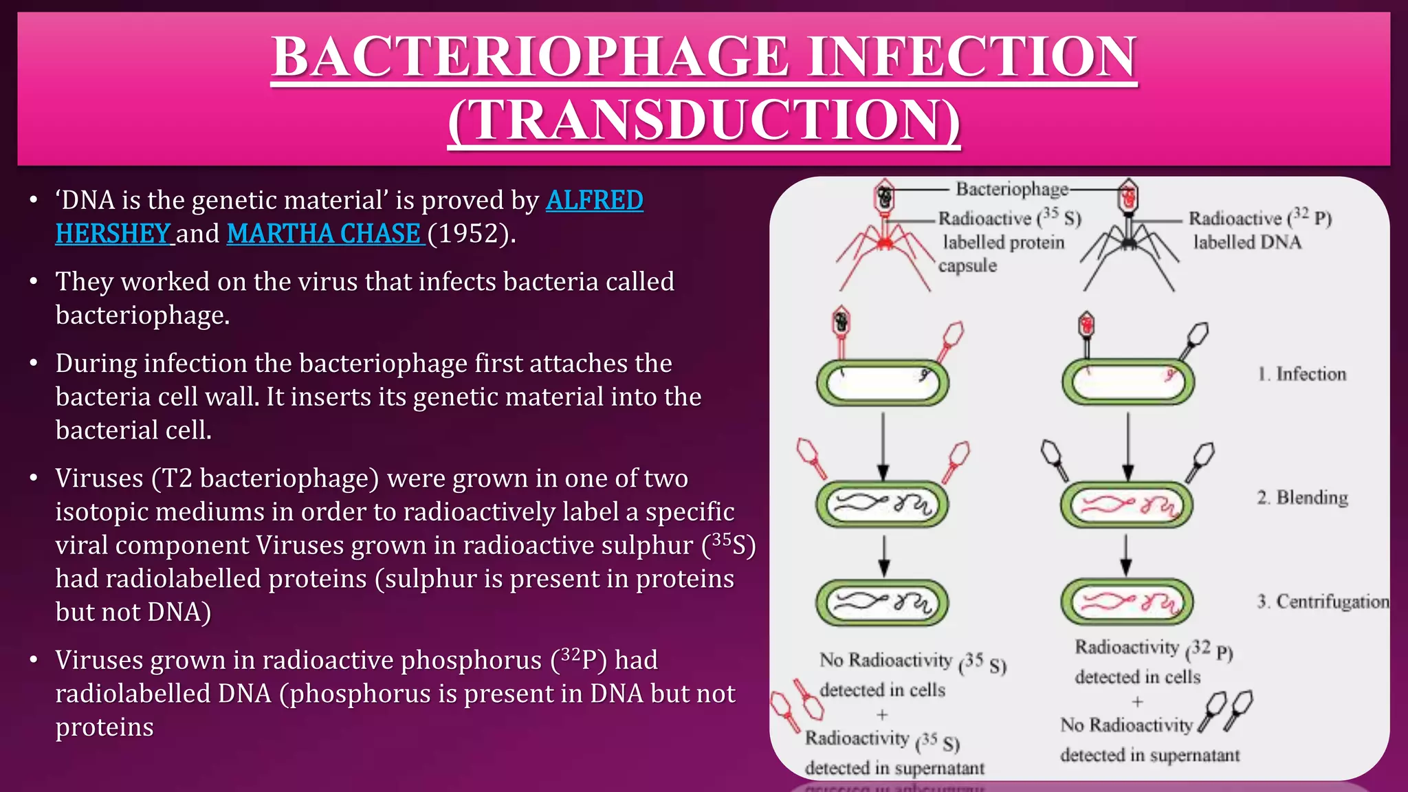 Molecular basis of inheritance | PPTX