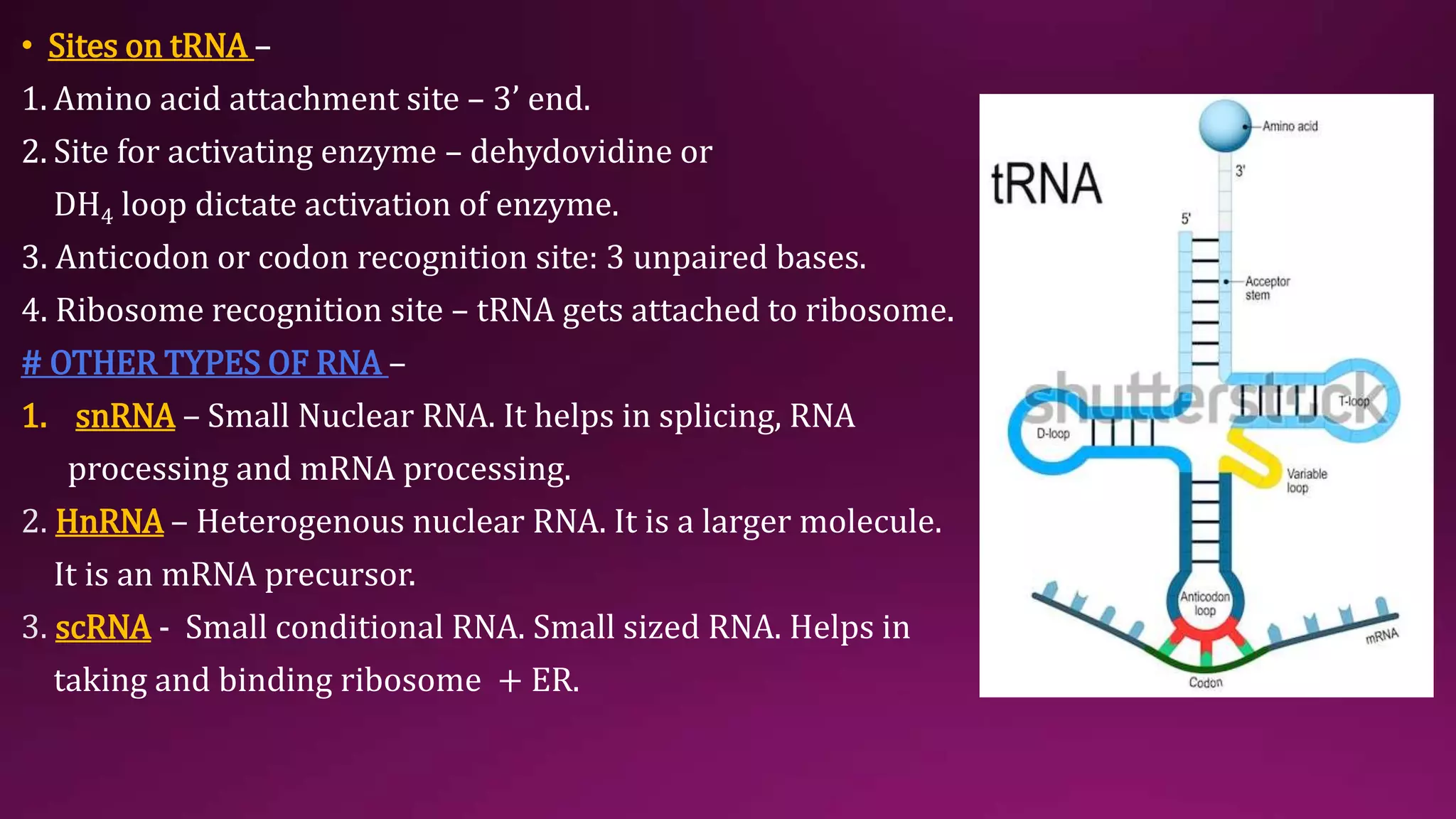 Molecular basis of inheritance | PPTX