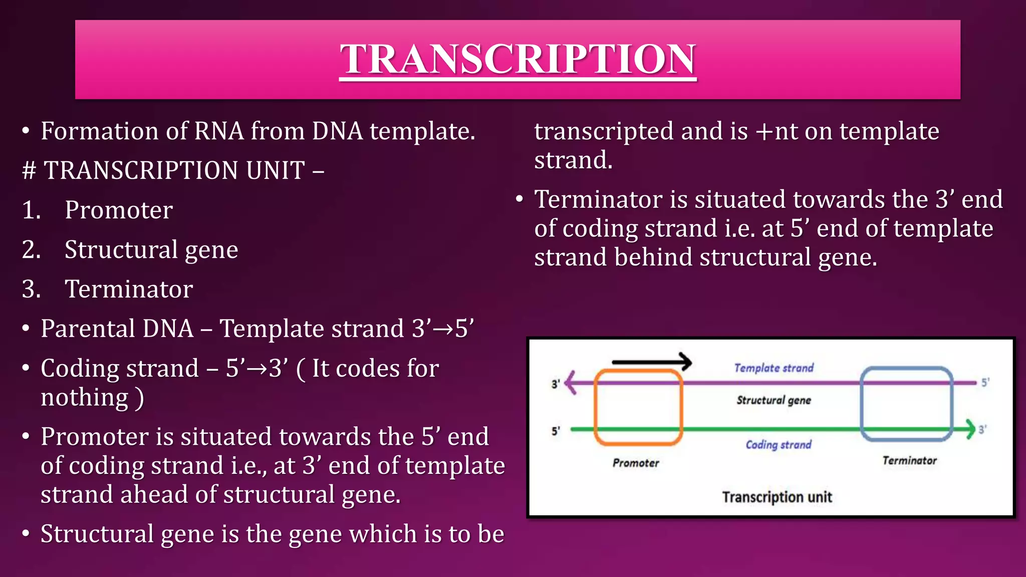 Molecular basis of inheritance | PPTX