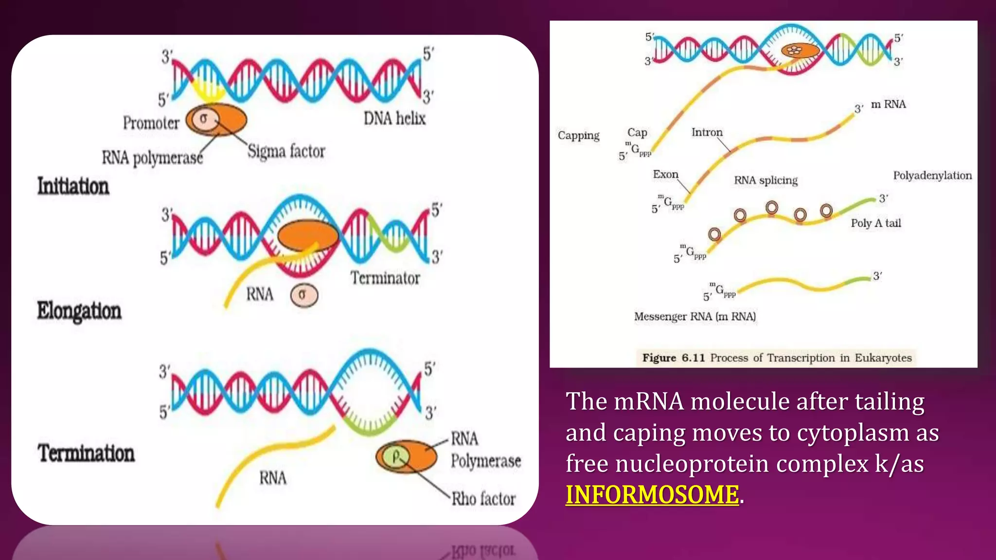 Molecular basis of inheritance | PPTX