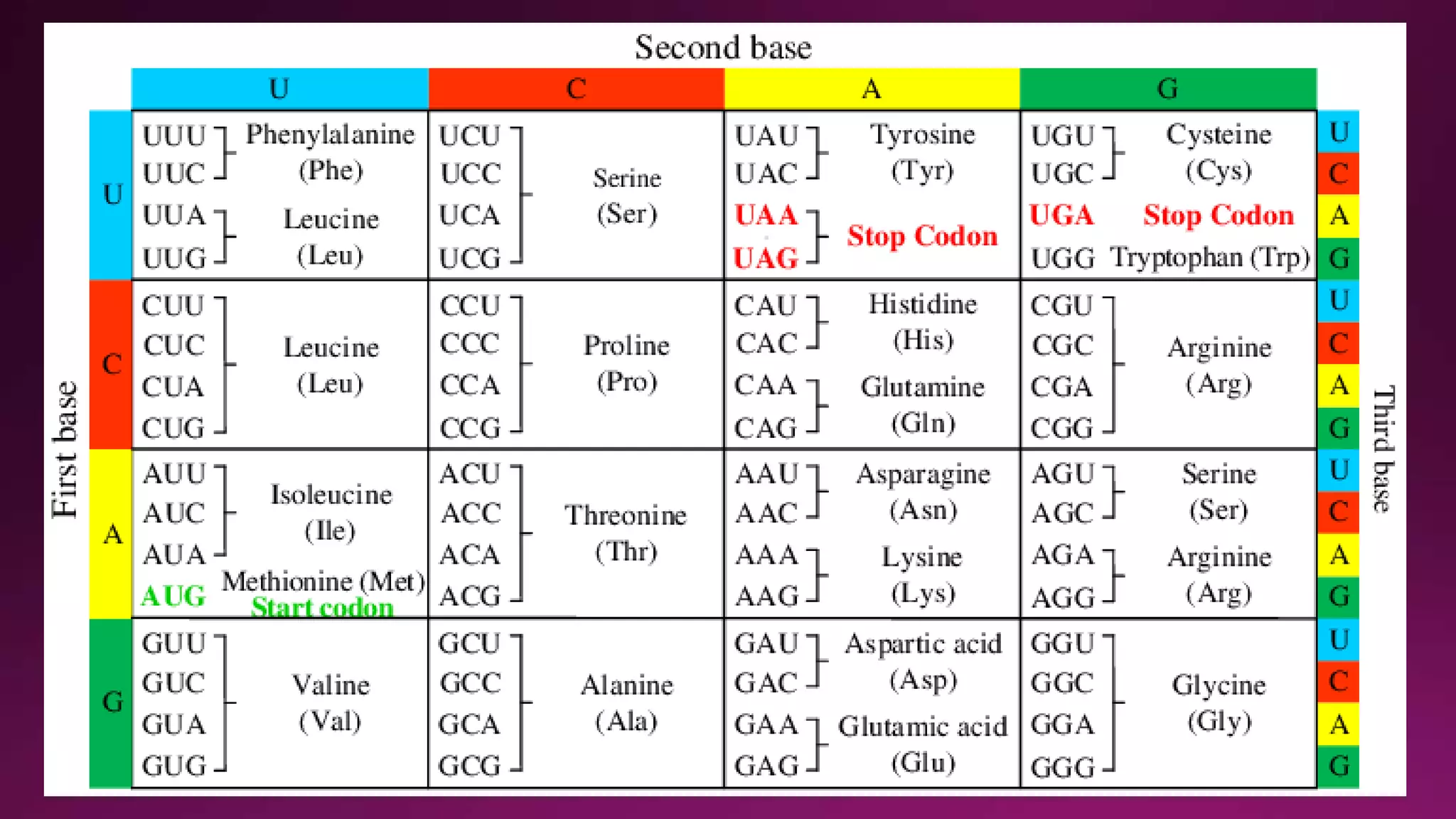 Molecular basis of inheritance | PPTX